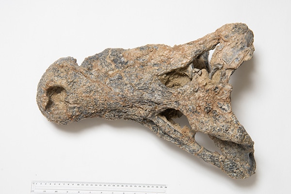 MAGNT Adam Yates & UQ describe Miocene baru - CAMD