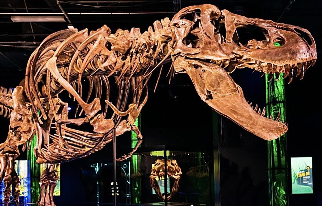 MV welcomes Victoria the T. Rex - CAMD