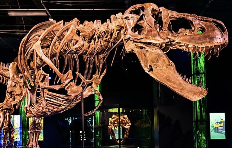 MV welcomes Victoria the T. Rex - CAMD